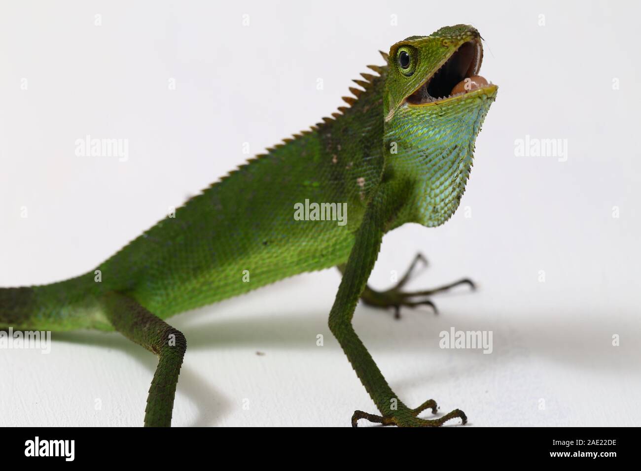 Maned lizard hi-res stock photography and images - Alamy