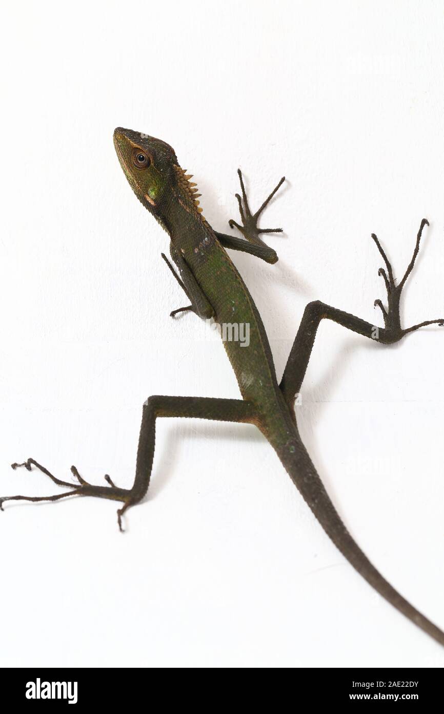 Bronchocela jubata, commonly known as the maned forest lizard, is a ...
