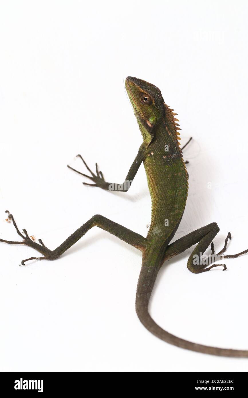 Lizard on tree indonesia Cut Out Stock Images & Pictures - Alamy