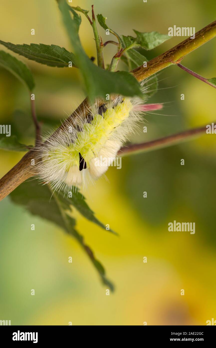 Erebidae larva larvae hi-res stock photography and images - Alamy