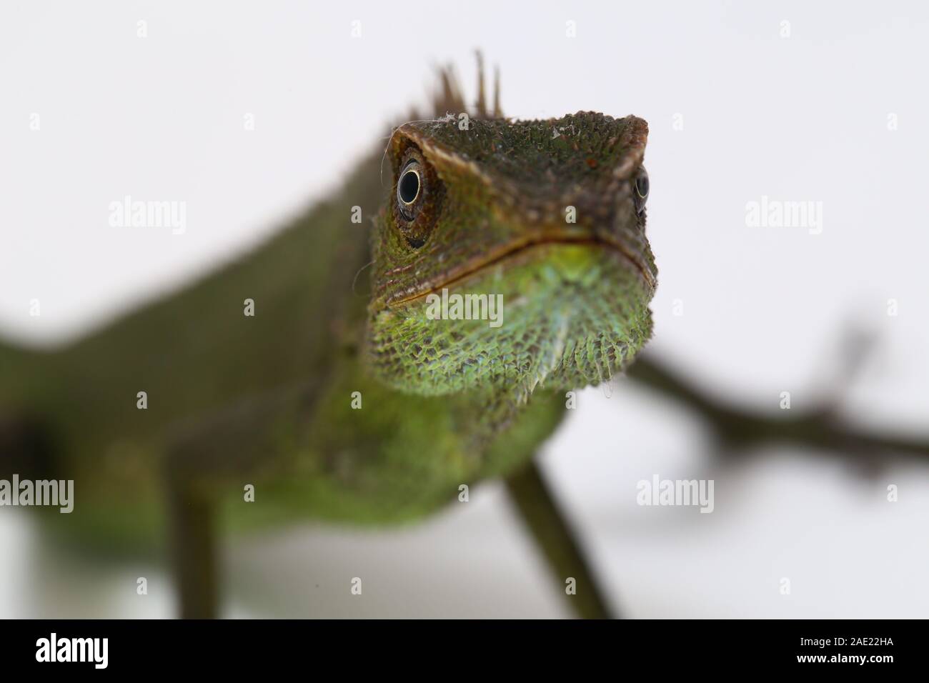 Green Maned Lizard High Resolution Stock Photography and Images - Alamy
