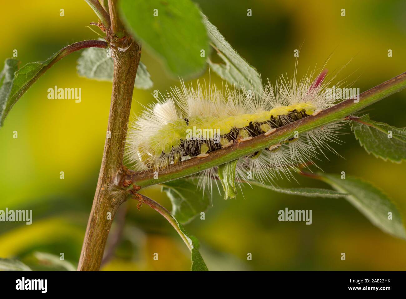 Calliteara pudibunda caterpillar hi-res stock photography and images ...