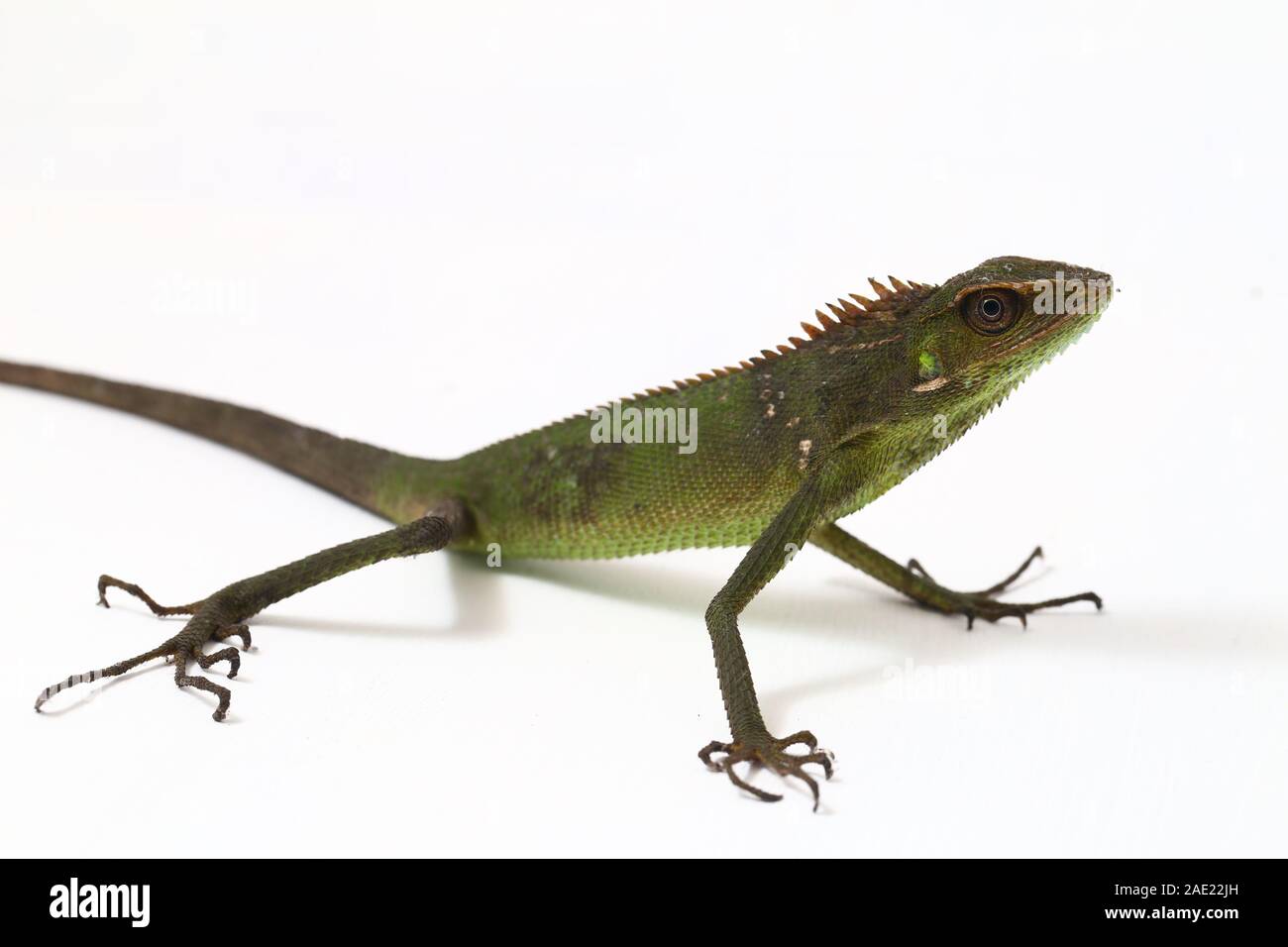 Maned lizard hi-res stock photography and images - Alamy