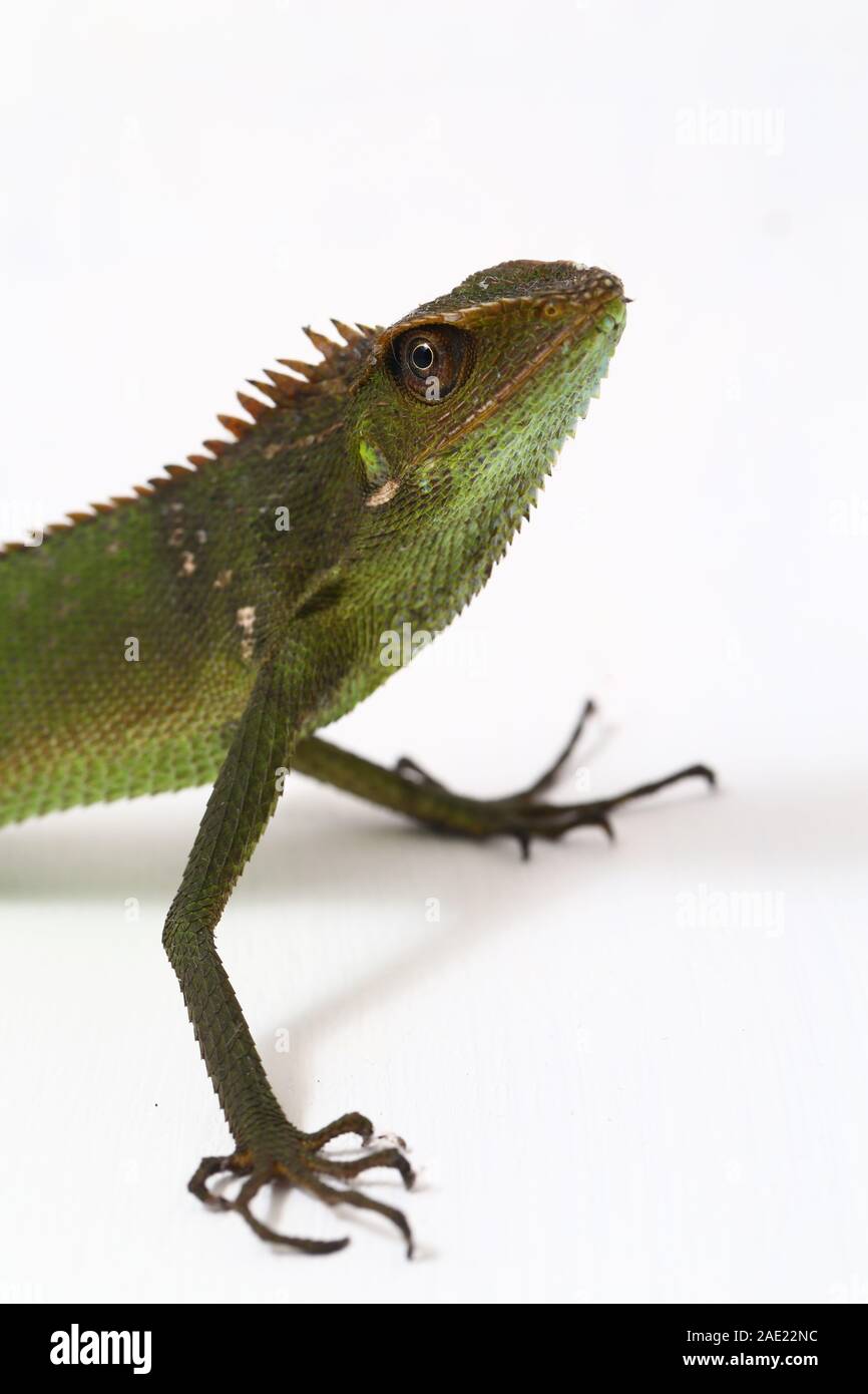 Maned lizard hi-res stock photography and images - Alamy