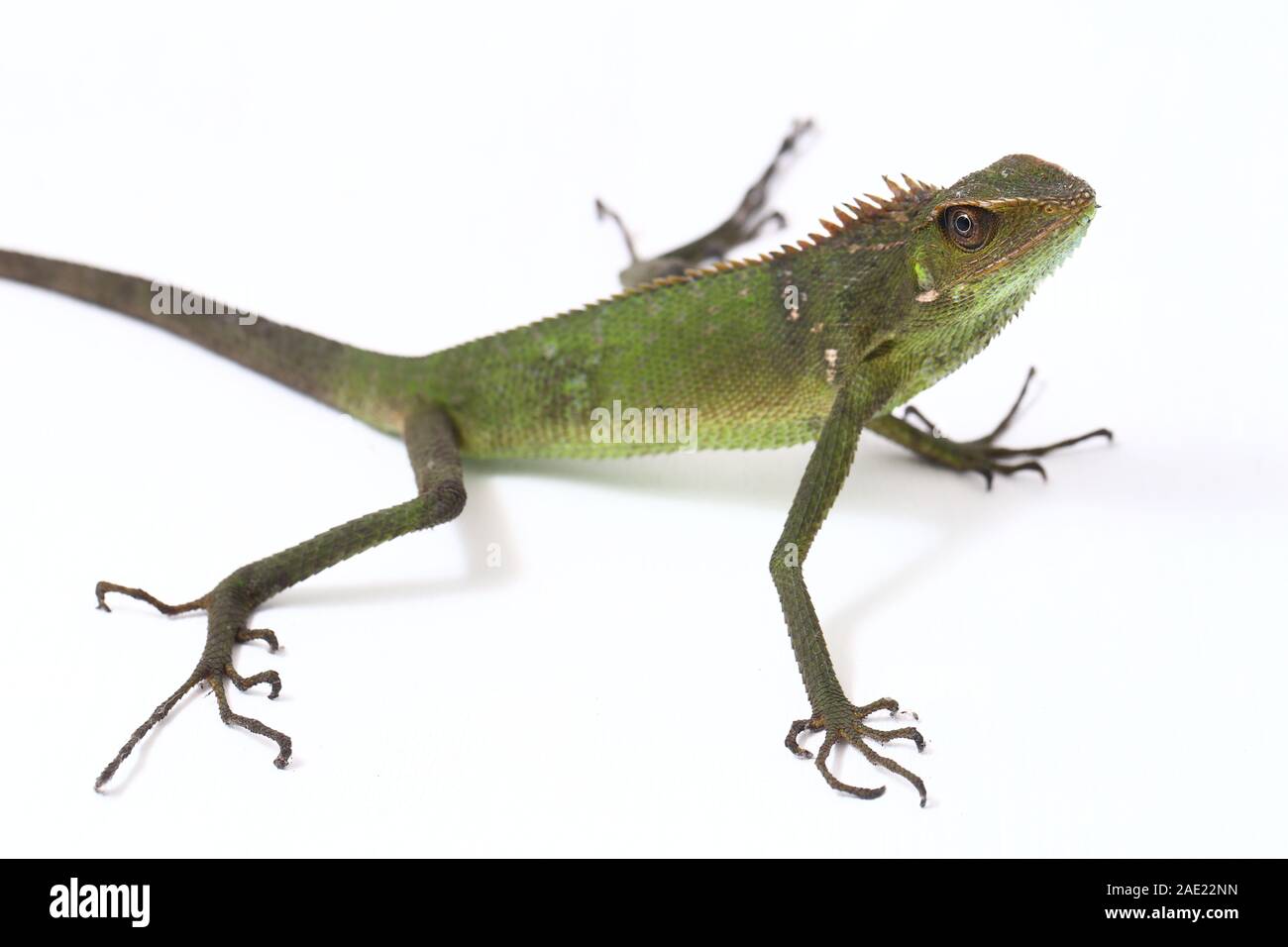 Bronchocela jubata, commonly known as the maned forest lizard, is a ...