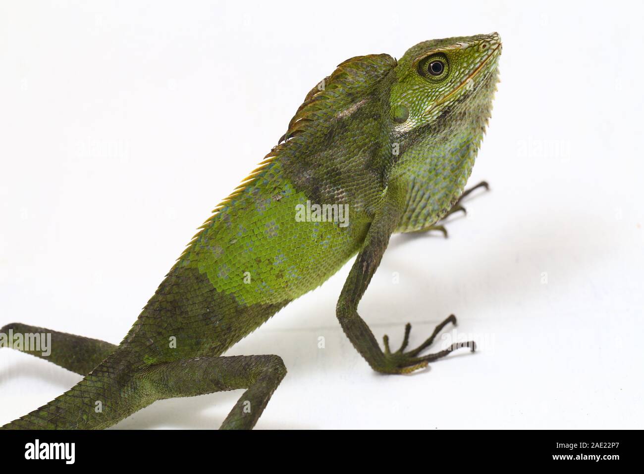 Green maned lizard hi-res stock photography and images - Alamy