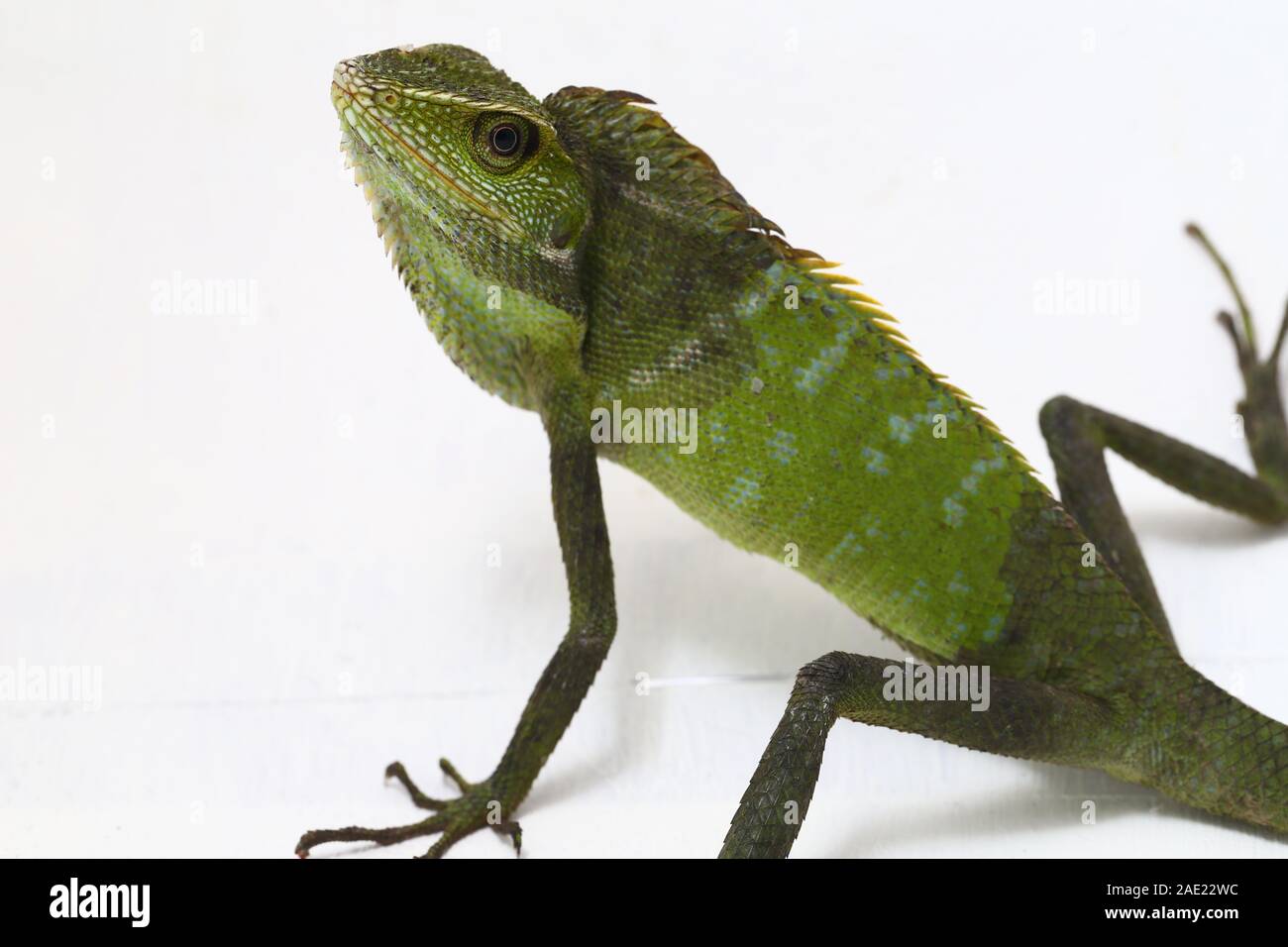 Green maned lizard hi-res stock photography and images - Alamy