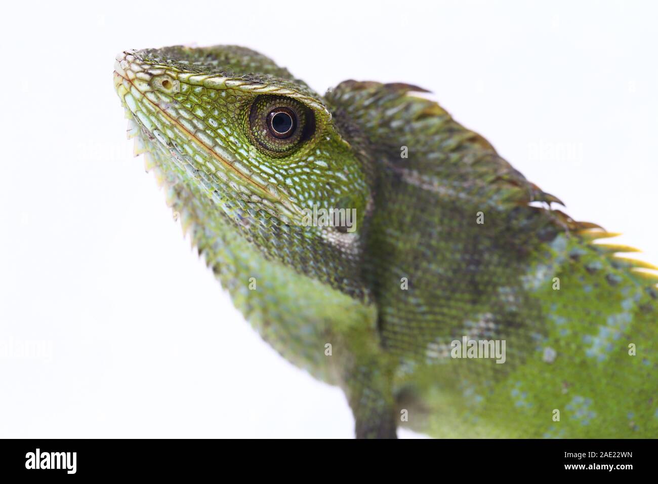 Bronchocela jubata, commonly known as the maned forest lizard, is a ...