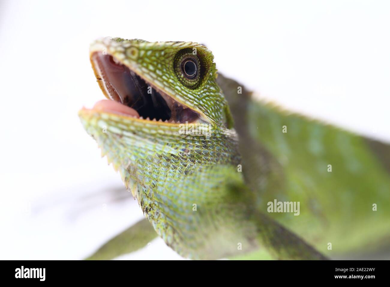 Green Maned Lizard High Resolution Stock Photography and Images - Alamy