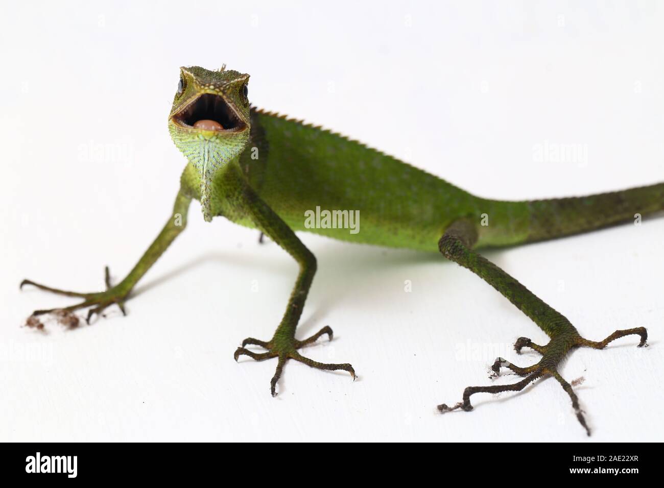 Bronchocela jubata, commonly known as the maned forest lizard, is a ...