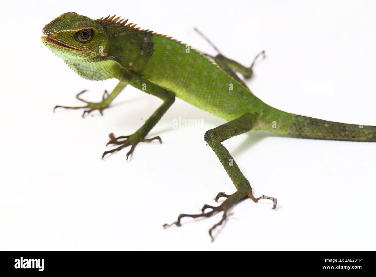 Bronchocela jubata, commonly known as the maned forest lizard, is a ...