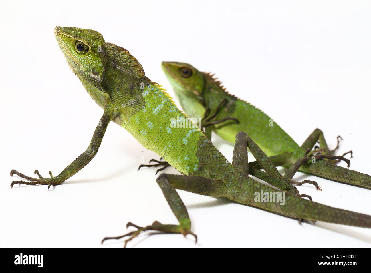 Bronchocela jubata, commonly known as the maned forest lizard, is a ...