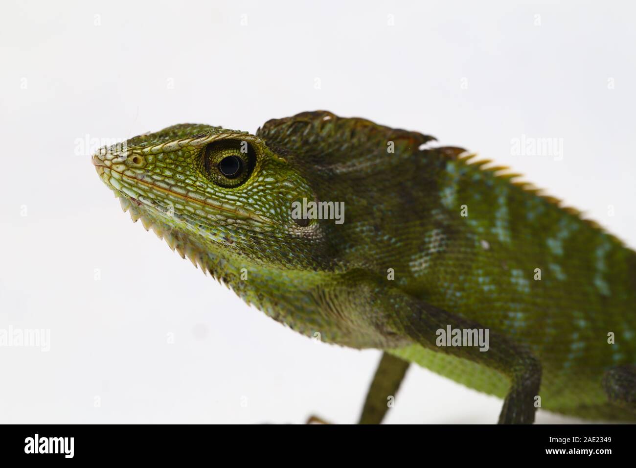 Bronchocela jubata, commonly known as the maned forest lizard, is a ...