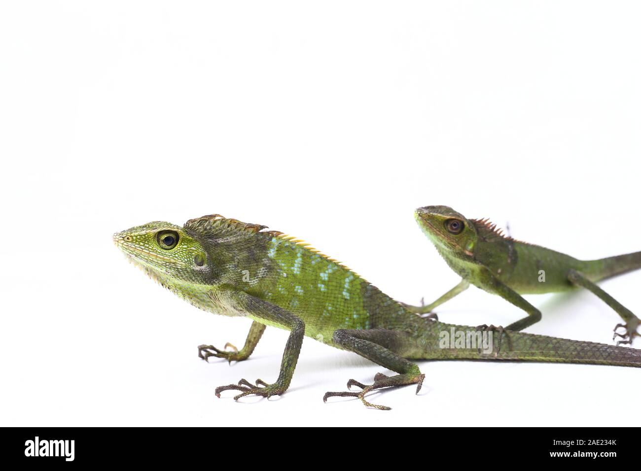Lizard on tree indonesia Cut Out Stock Images & Pictures - Alamy