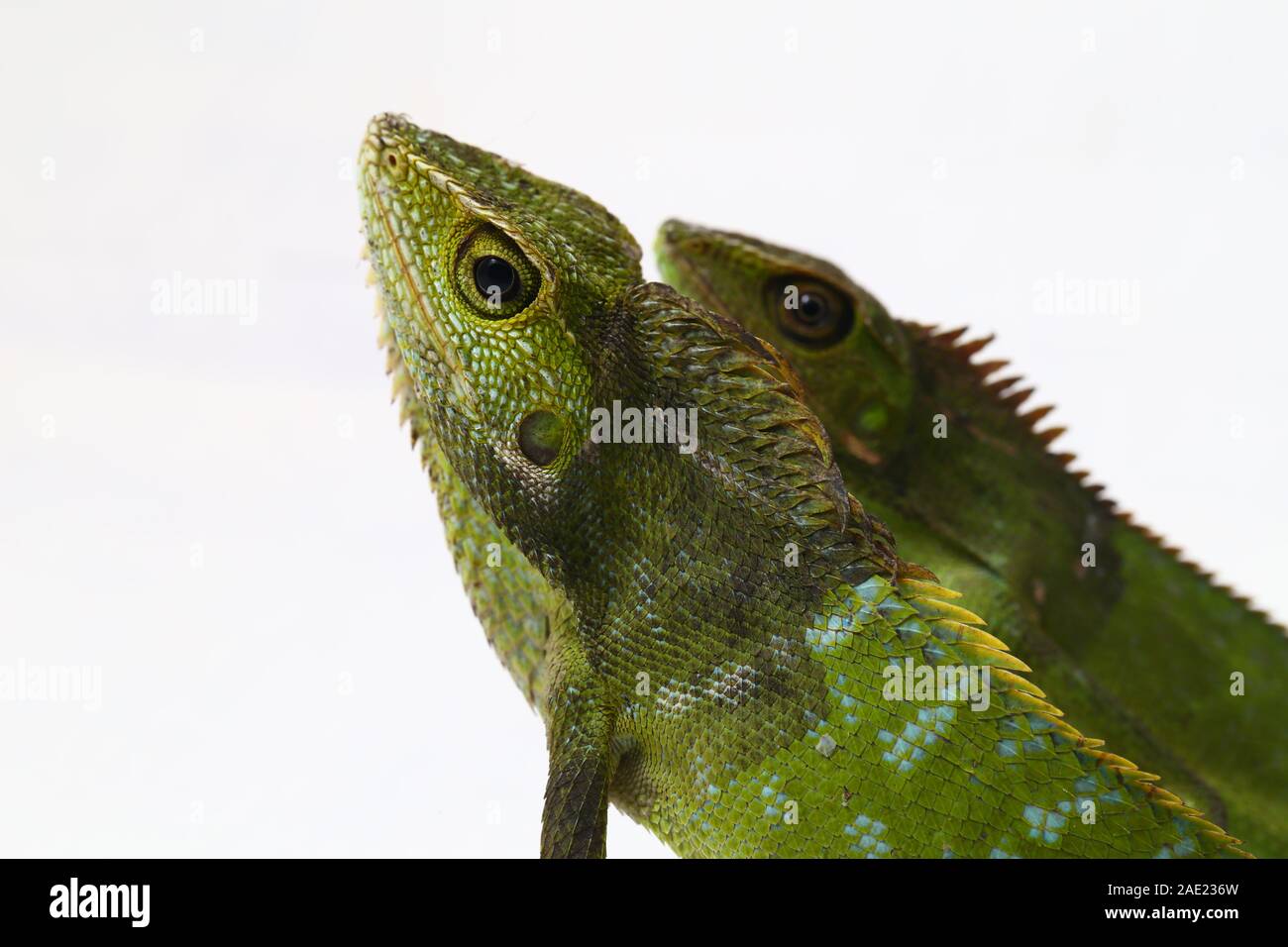 Maned lizard hi-res stock photography and images - Alamy