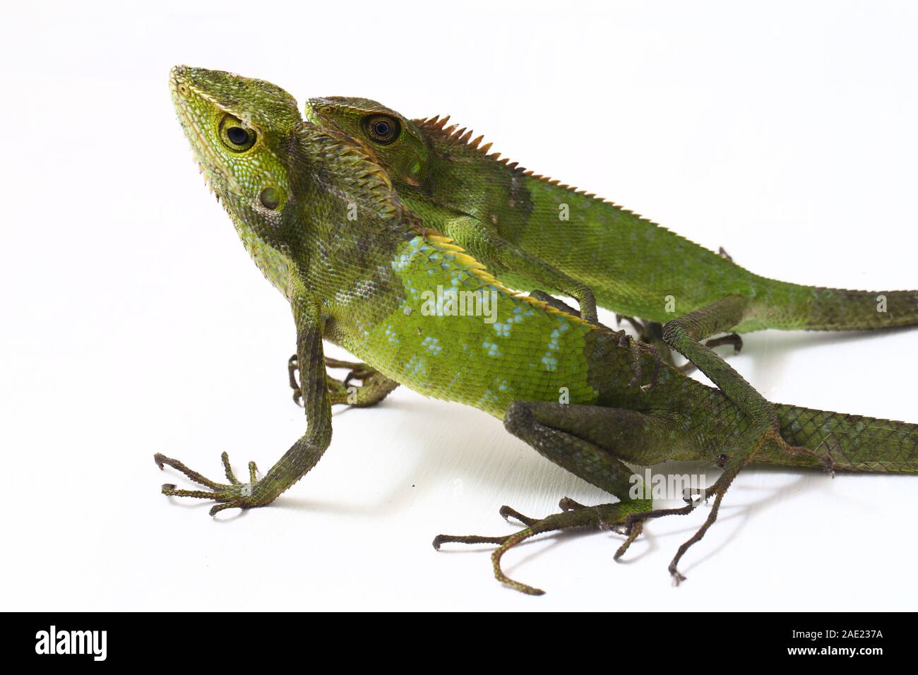 Maned lizard hi-res stock photography and images - Alamy