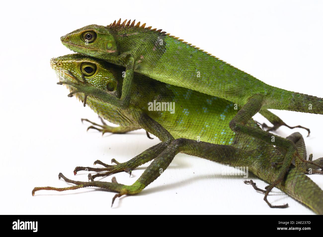 Green maned lizard hi-res stock photography and images - Alamy