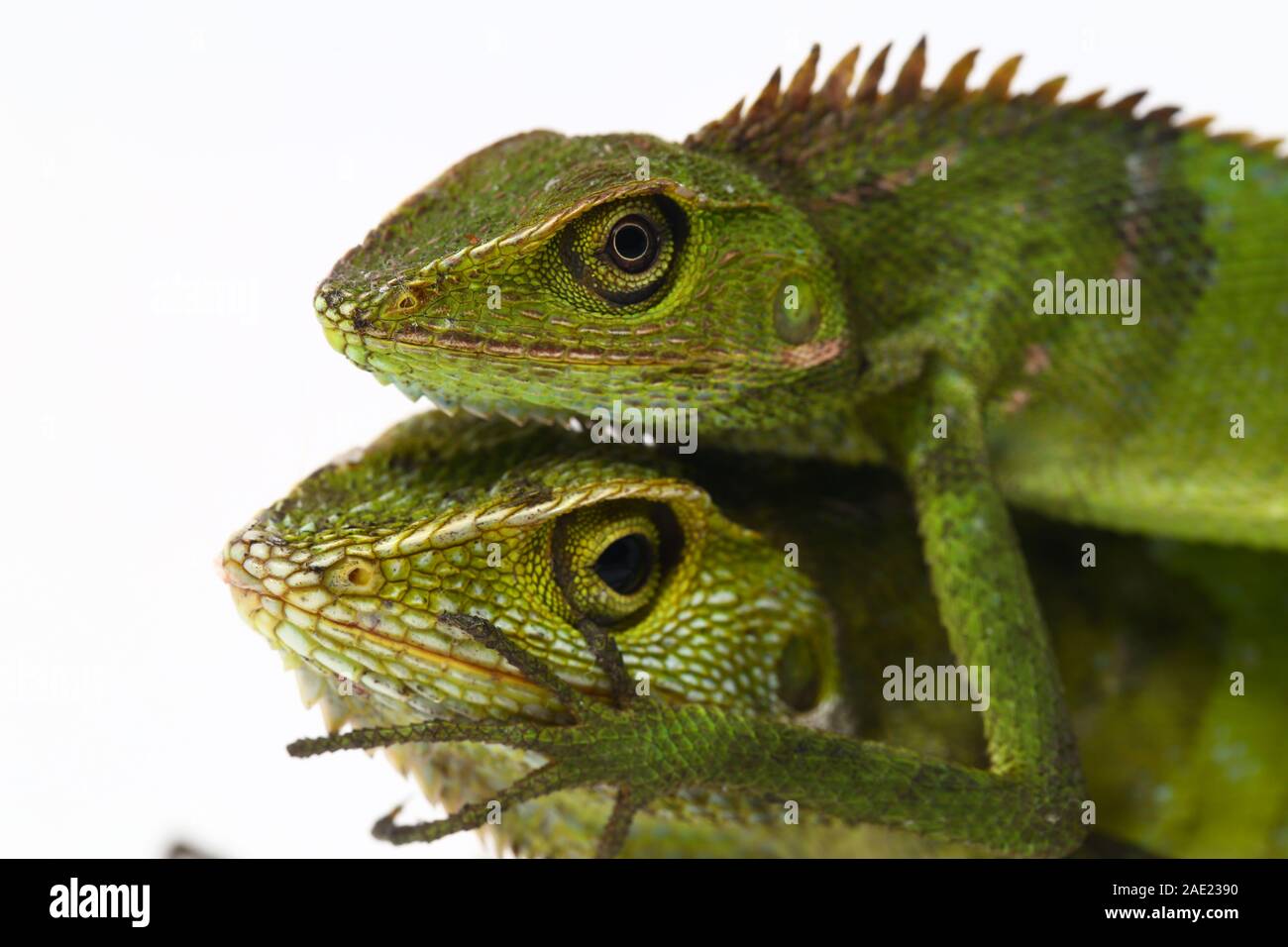 Bronchocela jubata, commonly known as the maned forest lizard, is a ...