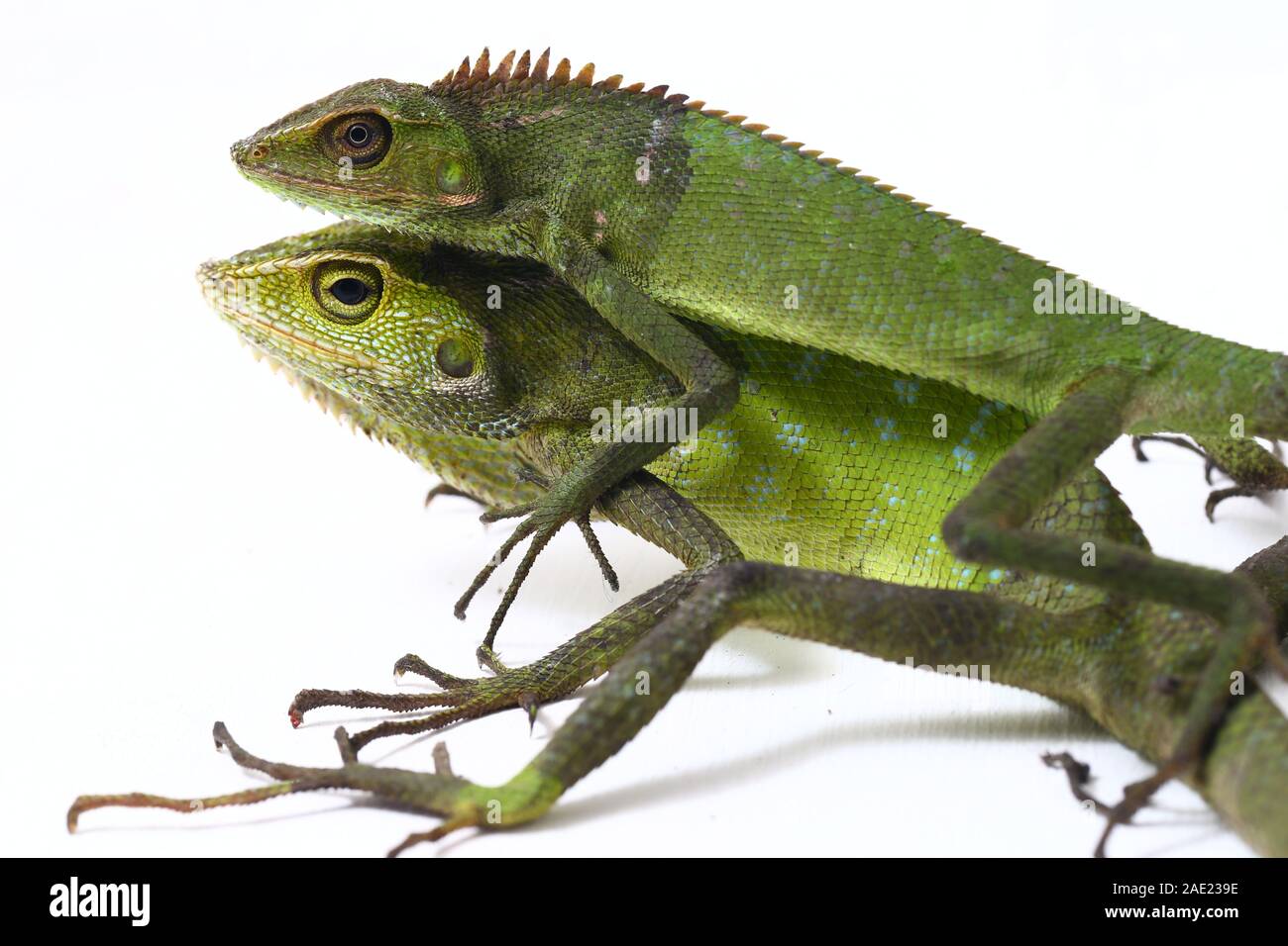 Bronchocela jubata, commonly known as the maned forest lizard, is a ...