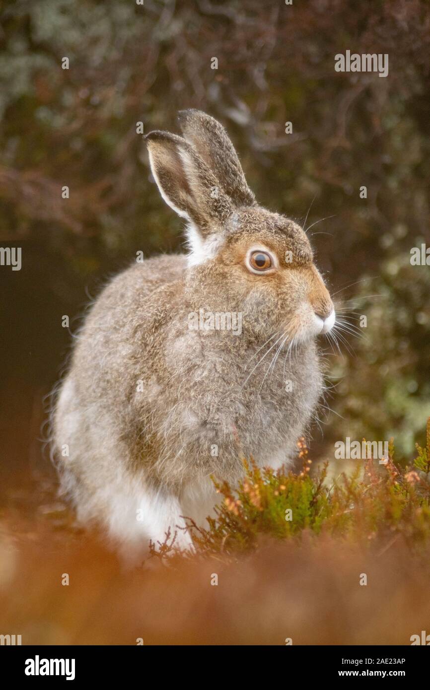 Mountain Hare, Lepus timidus, Findhorn Valley, November Stock Photo - Alamy