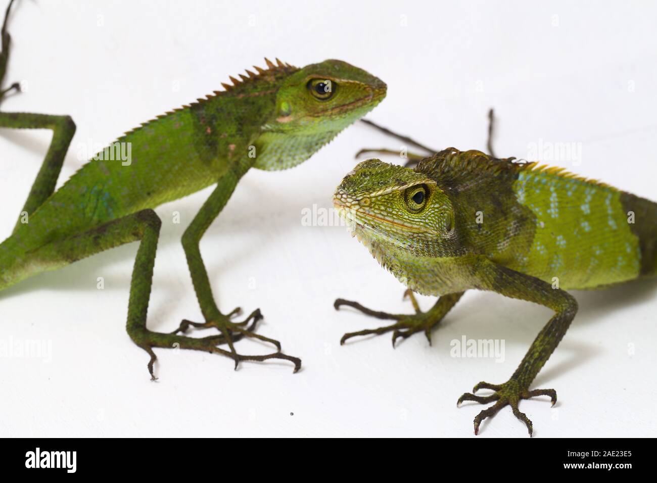 Bronchocela jubata, commonly known as the maned forest lizard, is a ...
