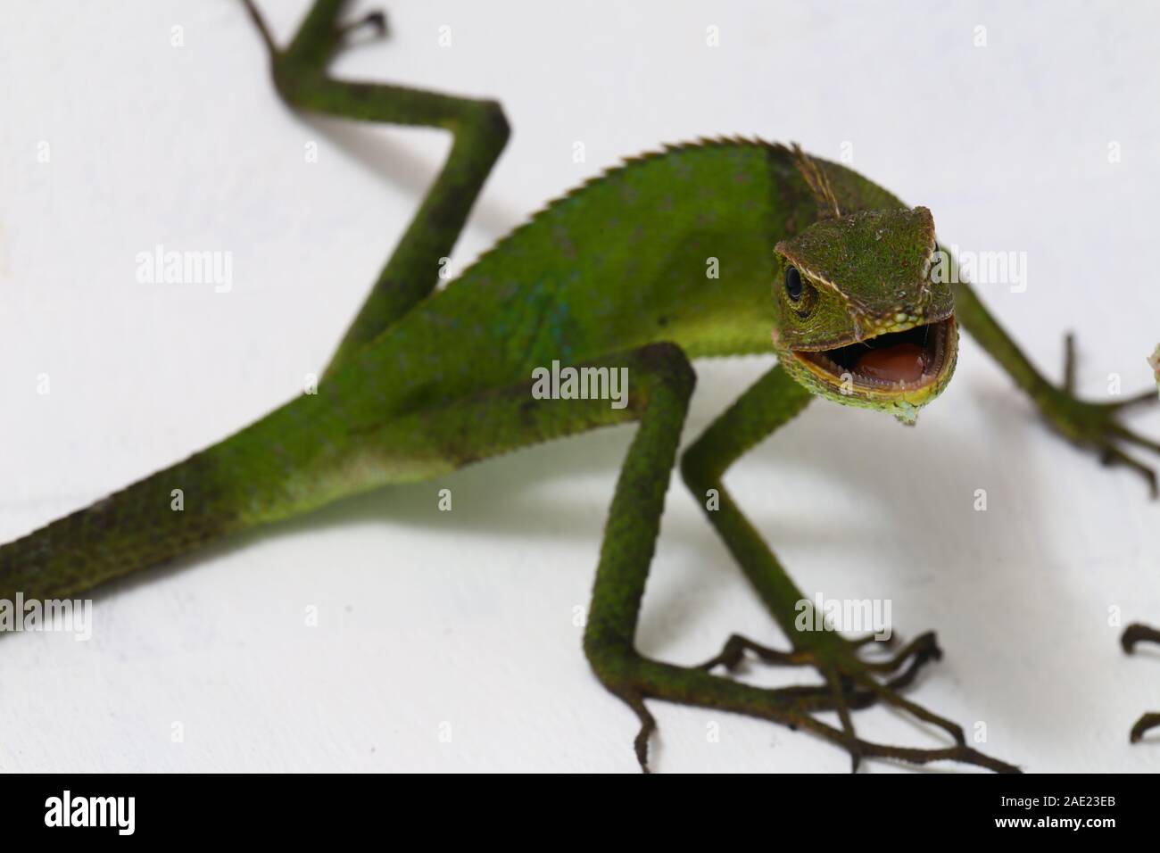 Bronchocela jubata, commonly known as the maned forest lizard, is a ...