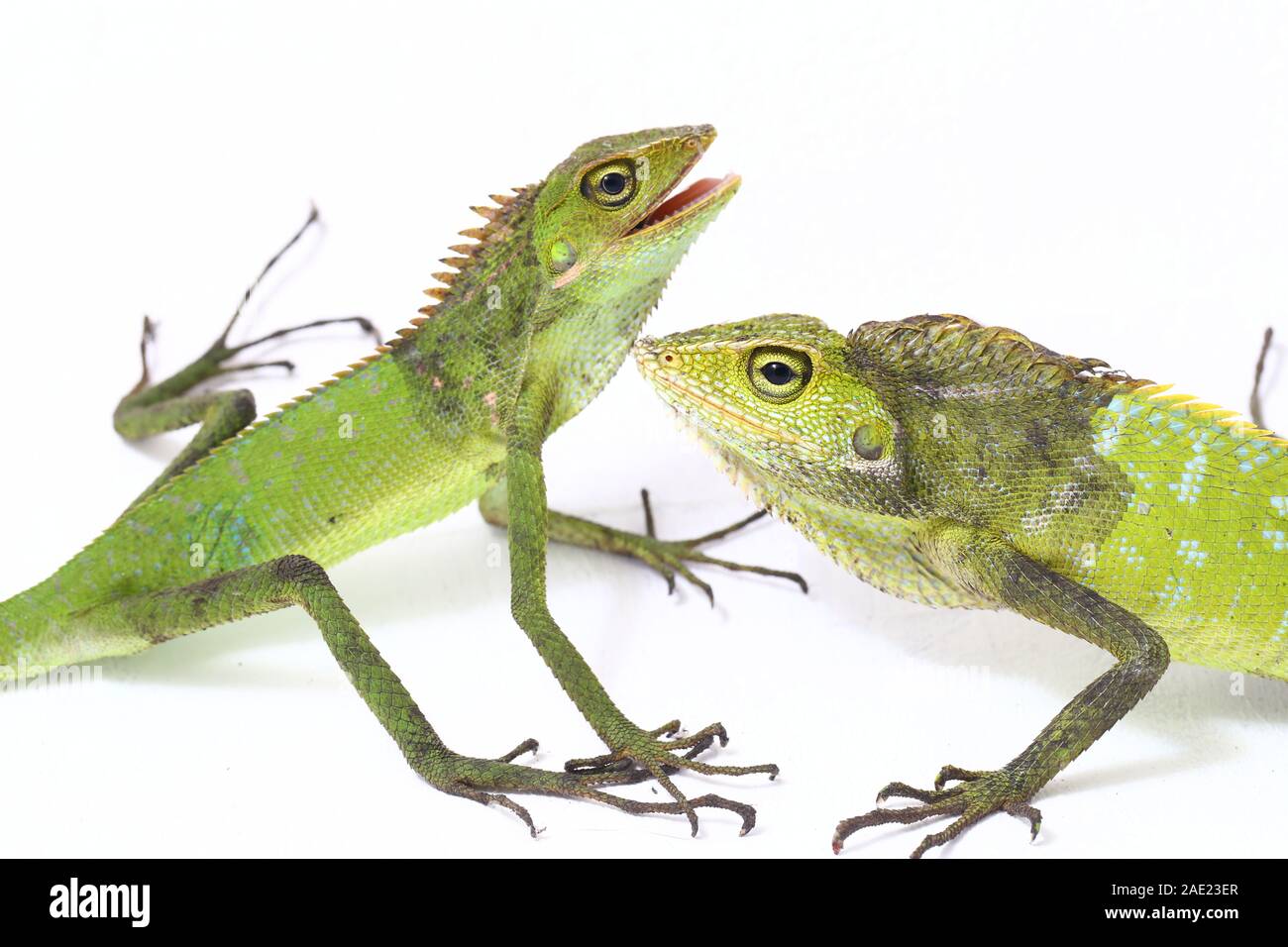 Green maned lizard hi-res stock photography and images - Alamy