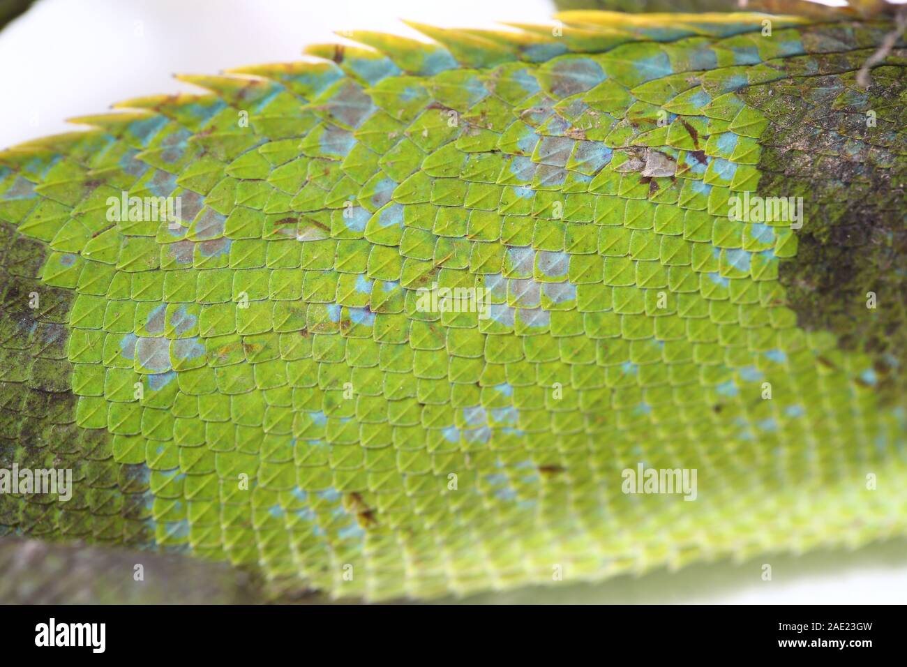 Green maned lizard hi-res stock photography and images - Alamy