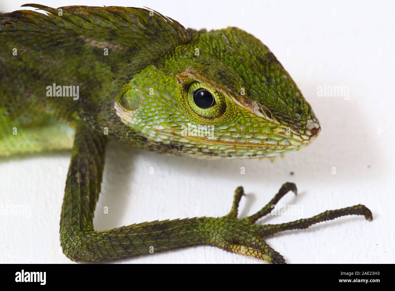 Bronchocela jubata, commonly known as the maned forest lizard, is a ...