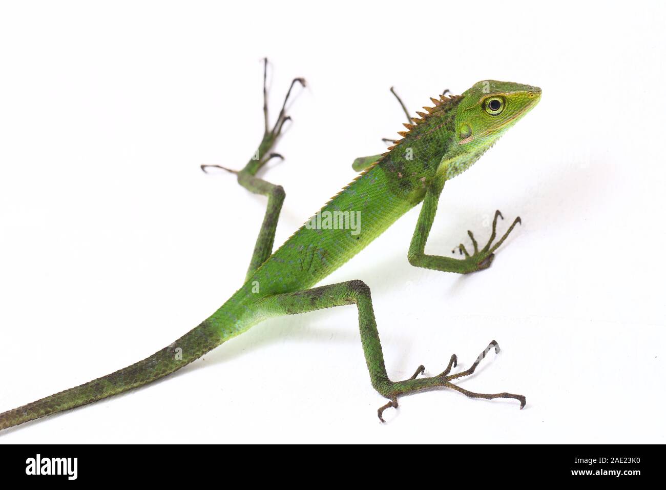 Bronchocela jubata, commonly known as the maned forest lizard, is a ...