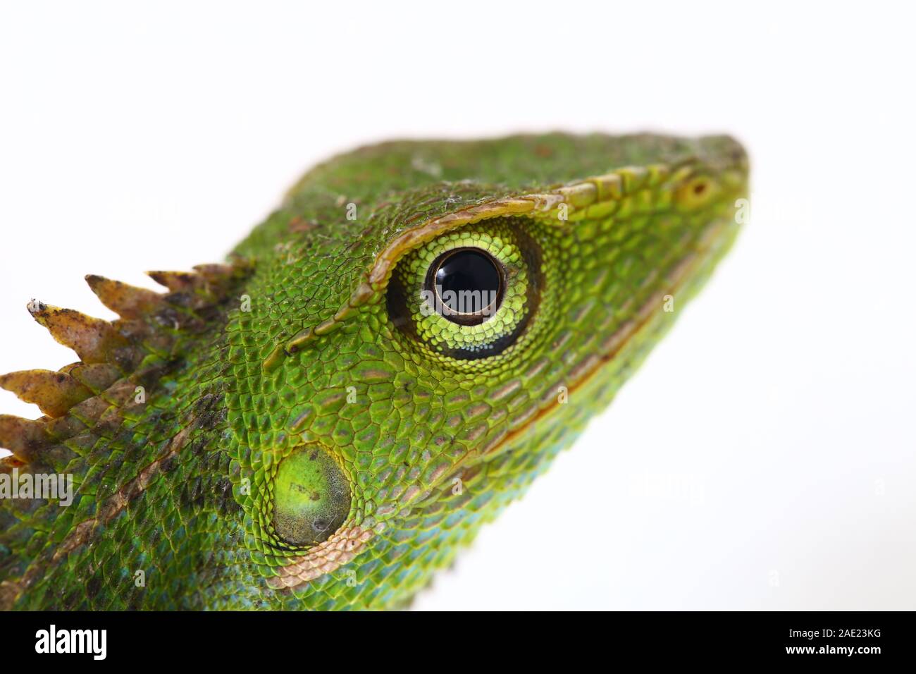 Maned lizard hi-res stock photography and images - Alamy