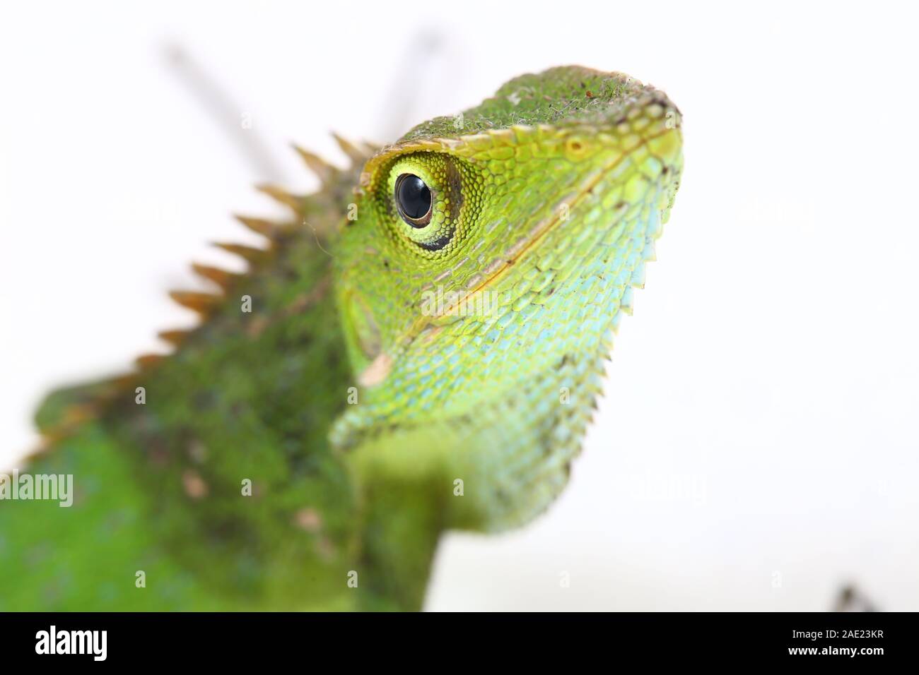 Lizard In Java High Resolution Stock Photography and Images - Alamy