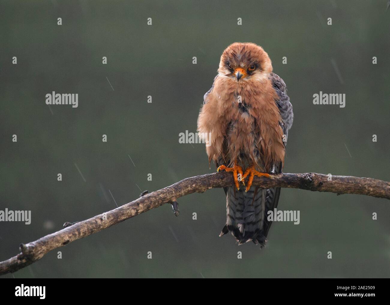 Female soaked in rain hi-res stock photography and images - Alamy