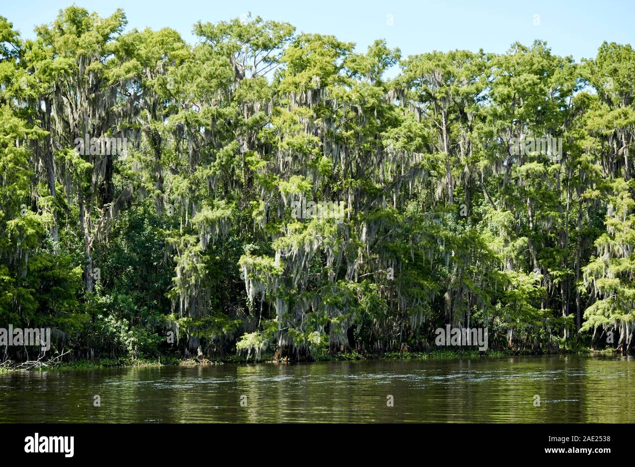 Cypress tree lake hi-res stock photography and images - Alamy