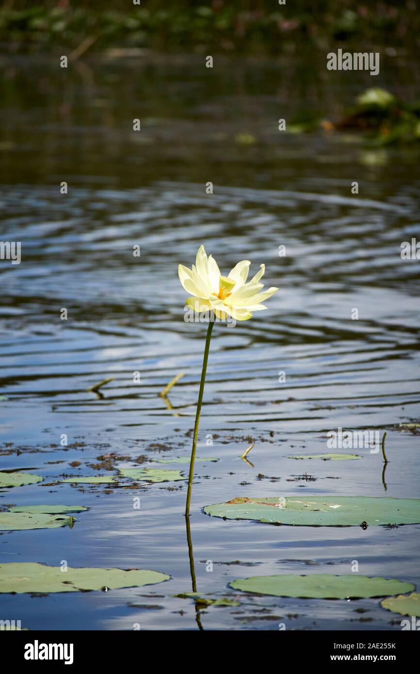 american lotus flowers on lake tohopekaliga central florida usa Stock ...