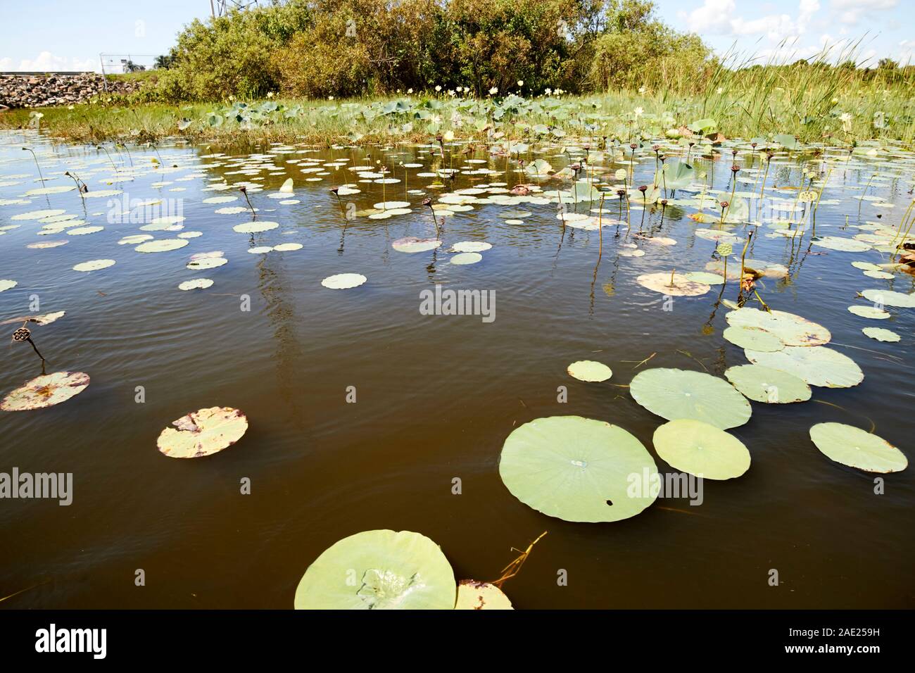 American lotus flower hi-res stock photography and images - Alamy