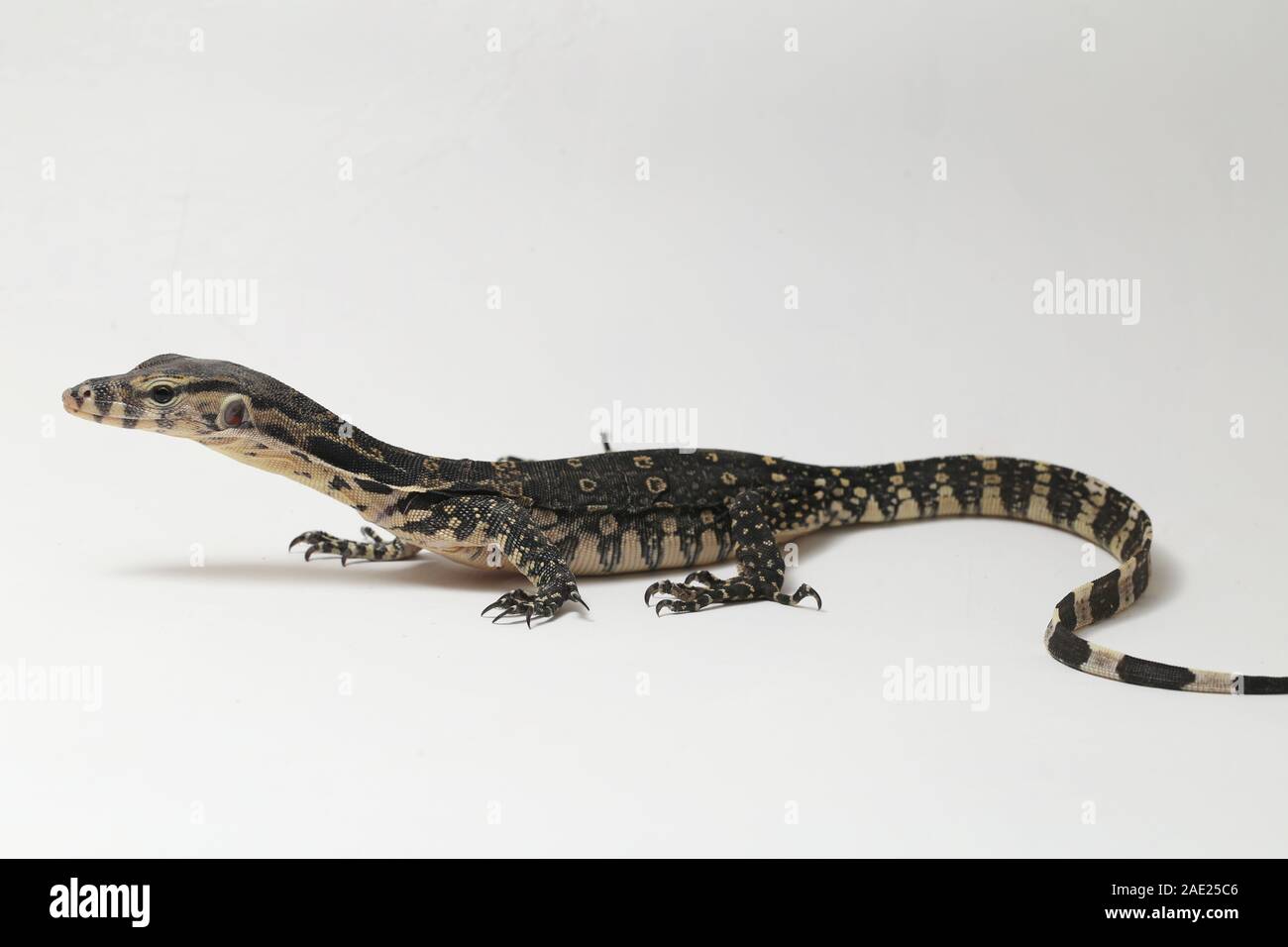 Varanus salvator, commonly known as Asian Water Monitor isolated on a ...