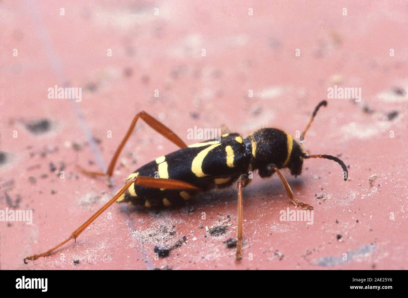WASP BEETLE: CLYTUS ARIETUS Stock Photo - Alamy