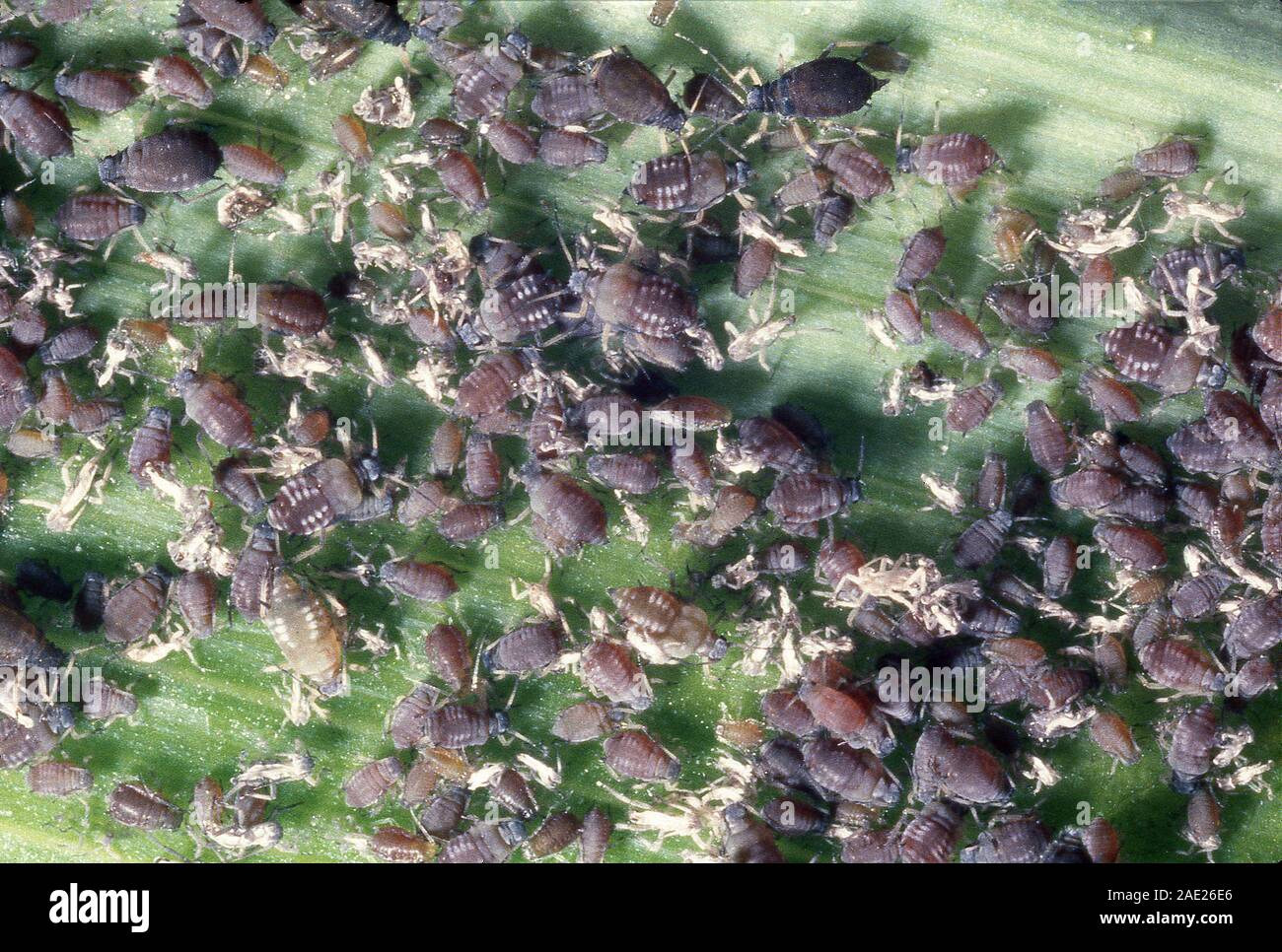 BACK FLY; APHIDAE Stock Photo - Alamy