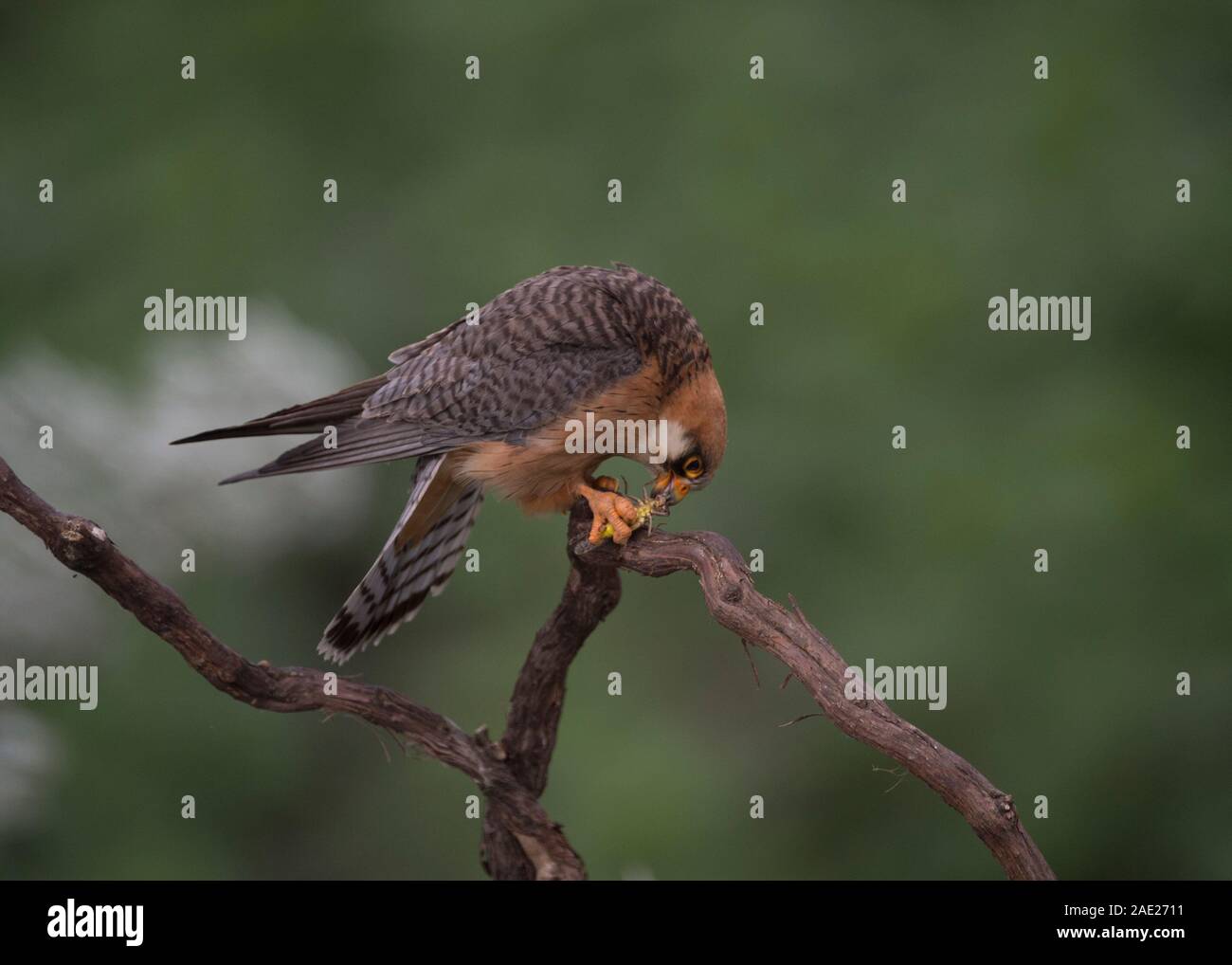 Red footed falcon feeding hi-res stock photography and images - Alamy