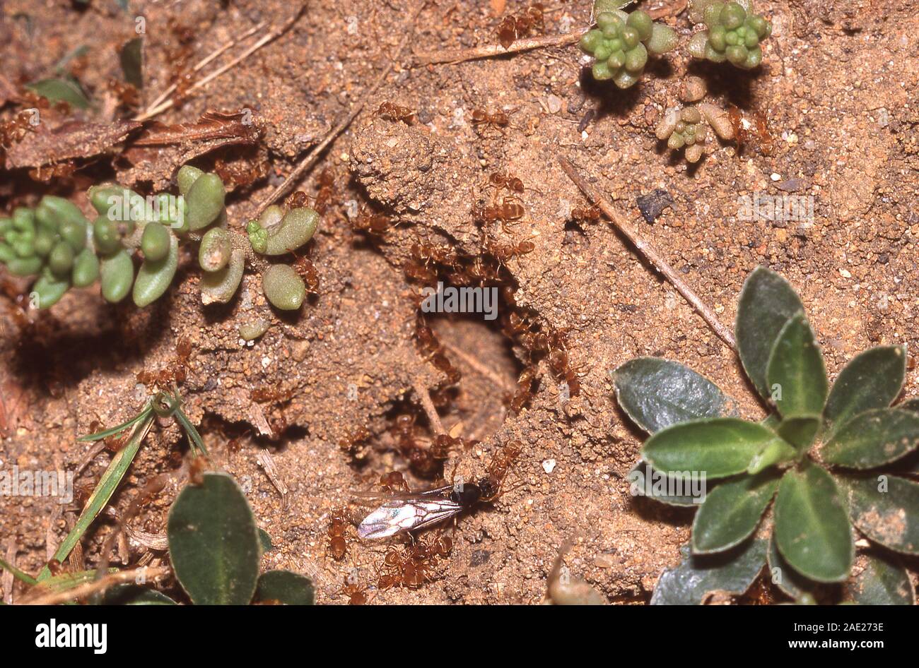 RED ANTS NEST IN GARDEN PLOT WITH CAPTURED FLY; FORMICIDAE Stock Photo ...