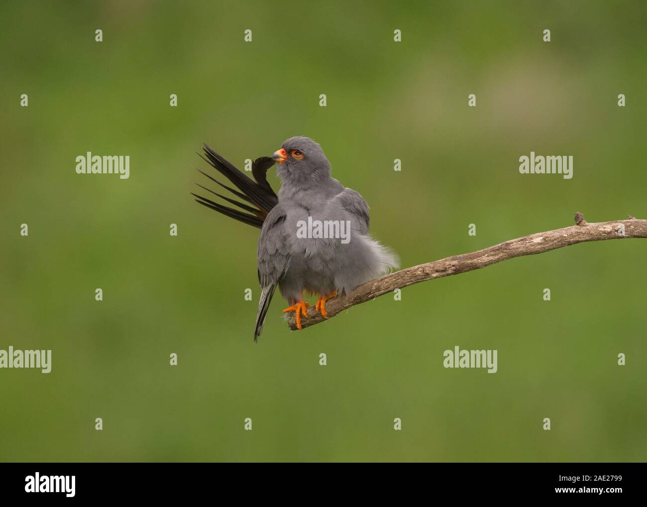 Red footed falcon (Falco vesperetinus), male preening tail feathers ...