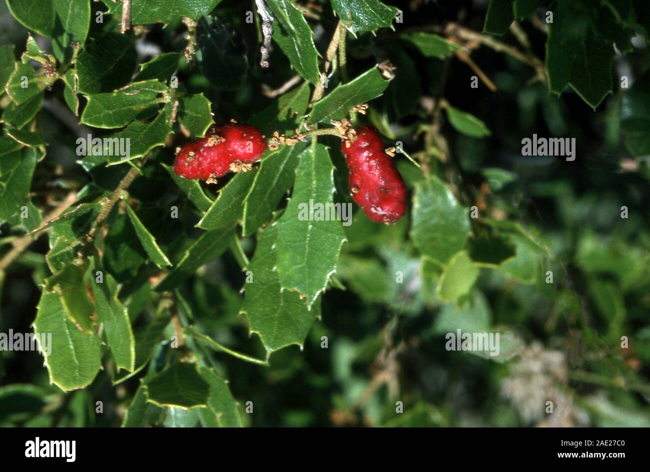 MEDITERRANEAN SCALE INSECT ON KERMES OAK; KERMES ILICIS: ANDALUCIA ...