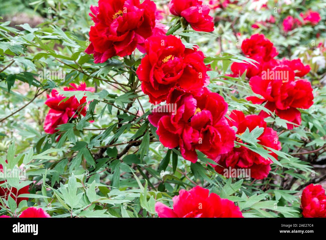 Beautiful garden flowers Stock Photo - Alamy