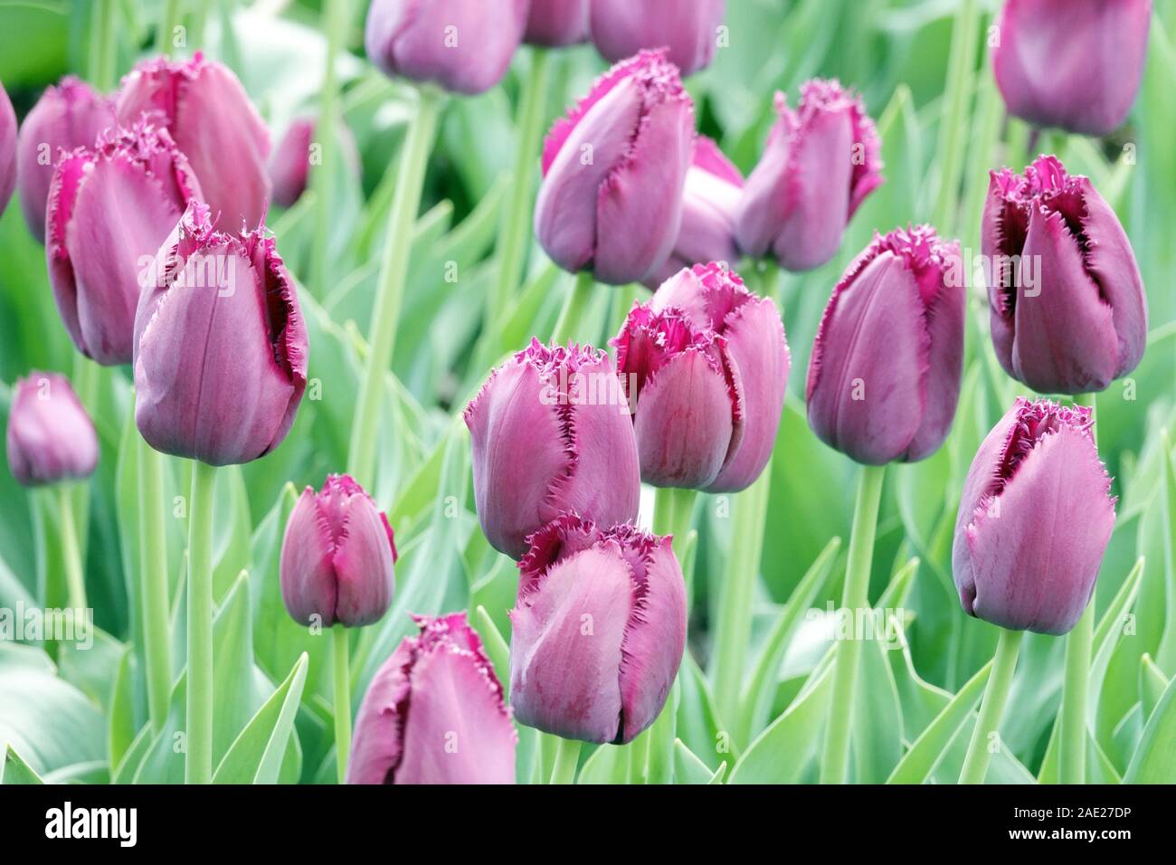 Beautiful garden pink tulips flowers Stock Photo - Alamy