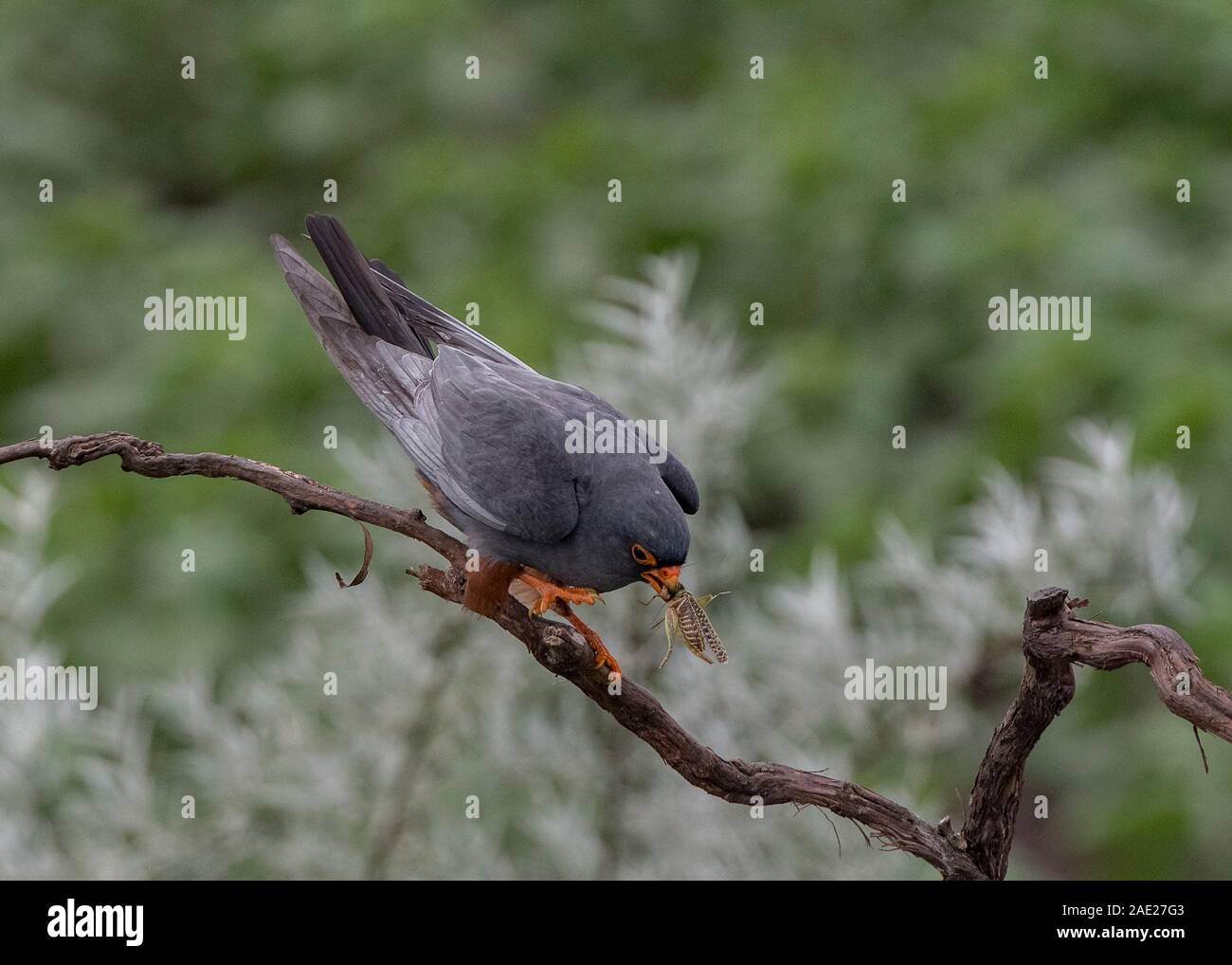 Red footed falcon (Falco vesperetinus), male with large insect beak ...