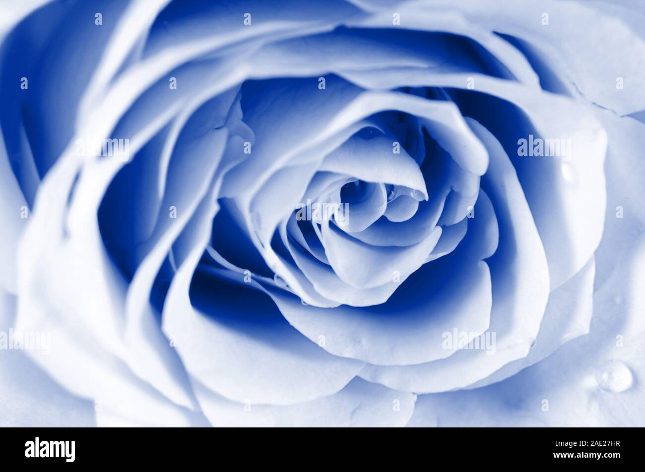 Pastel shade roses. Blue toned Stock Photo - Alamy