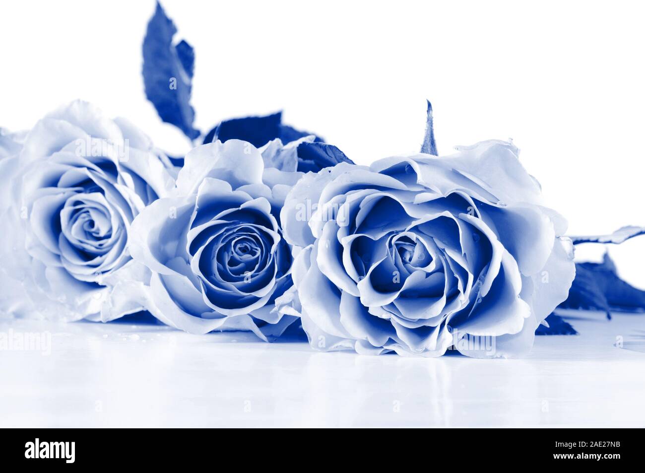 Pastel shade roses. Blue toned Stock Photo - Alamy