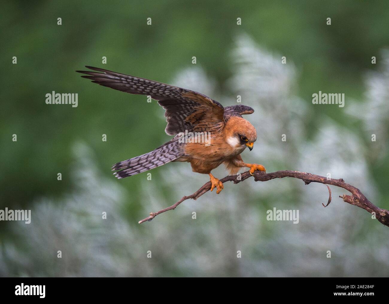 Red footed falcon (Falco vesperetinus), female with deformed feet ...