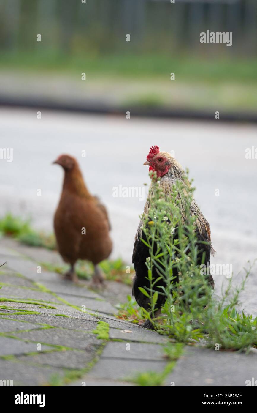 Road chickens hi-res stock photography and images - Alamy